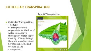 TRANSPIRATION | PPTX