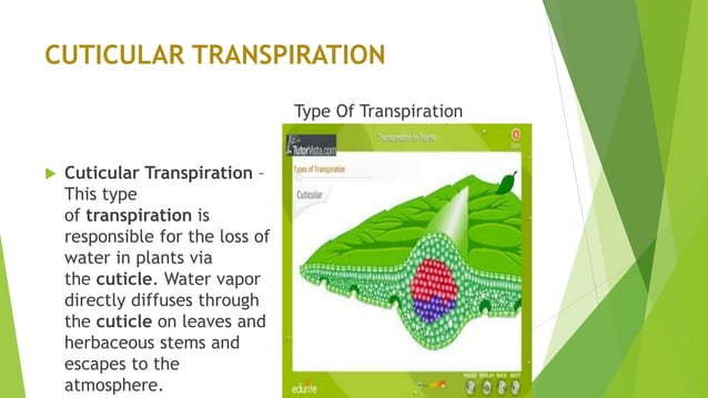 TRANSPIRATION | PPTX