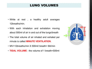 LUNG VOLUMES AND CAPACITIES | PPTX