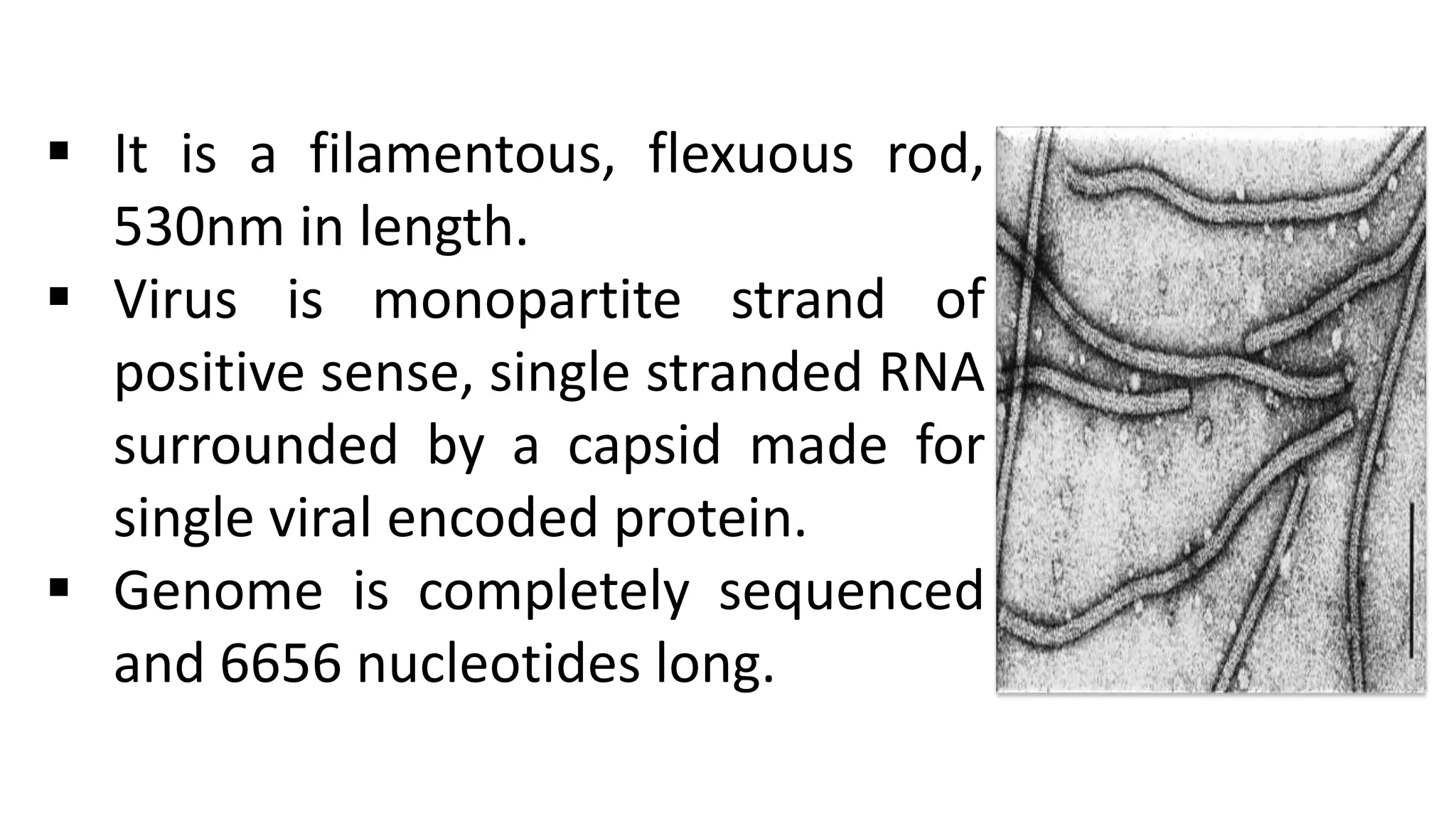 Papaya Mosaic Virus (PapMV) | PPTX