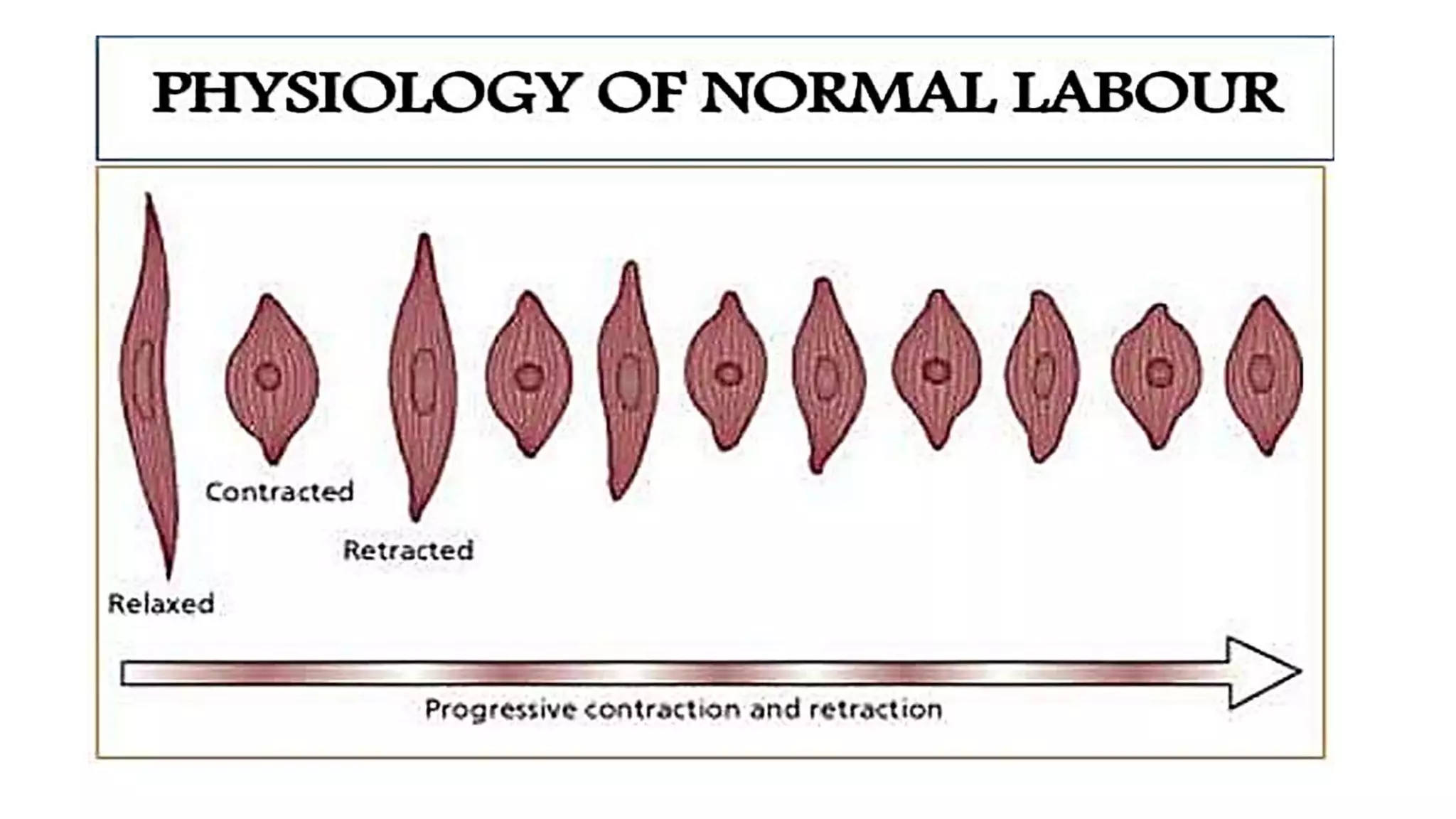 a detail study on normal labour ( definition, stages of labour ...