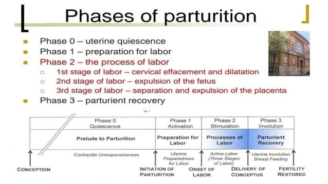 a detail study on normal labour ( definition, stages of labour ...