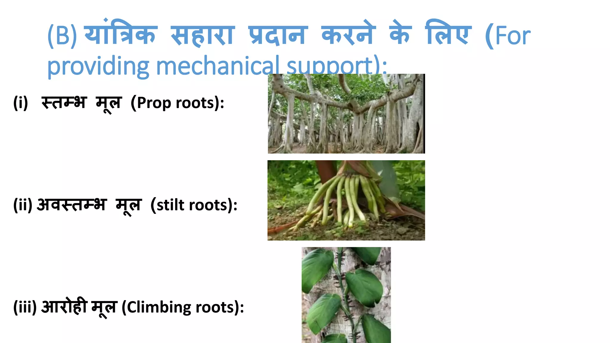 Plant Root | Types of roots |Modifications of roots | PPTX