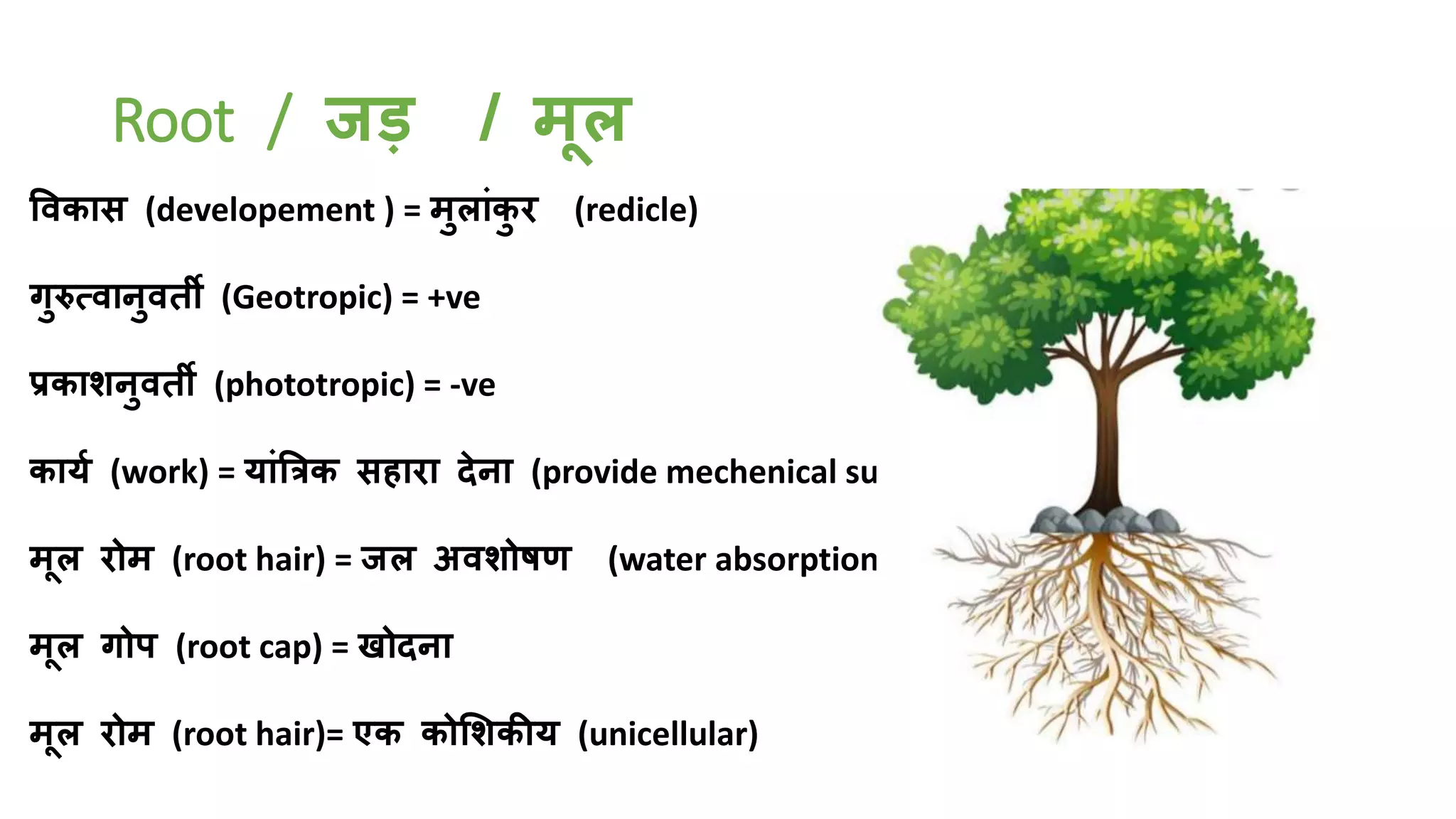 Plant Root | Types of roots |Modifications of roots | PPTX