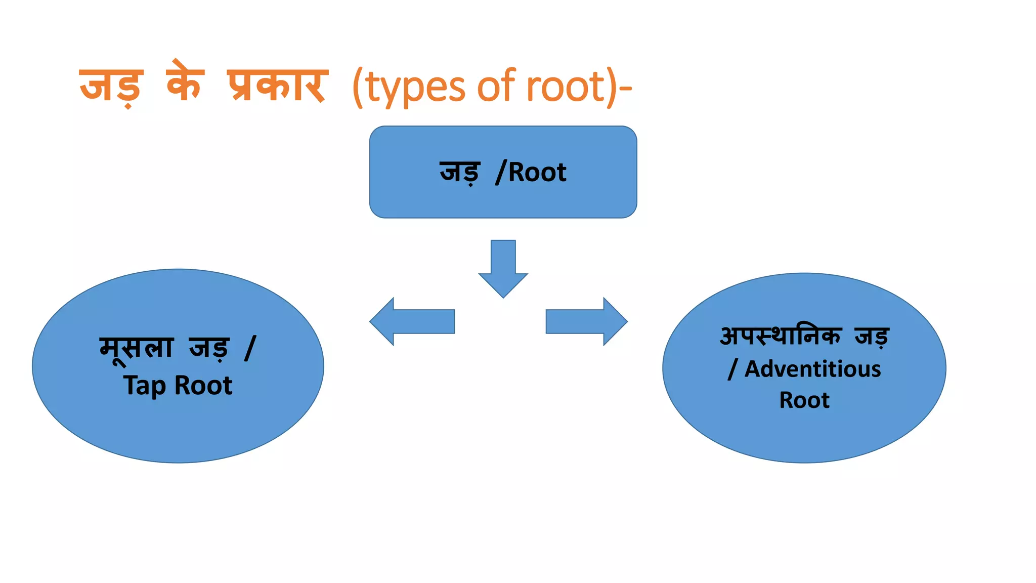 Plant Root | Types of roots |Modifications of roots | PPTX