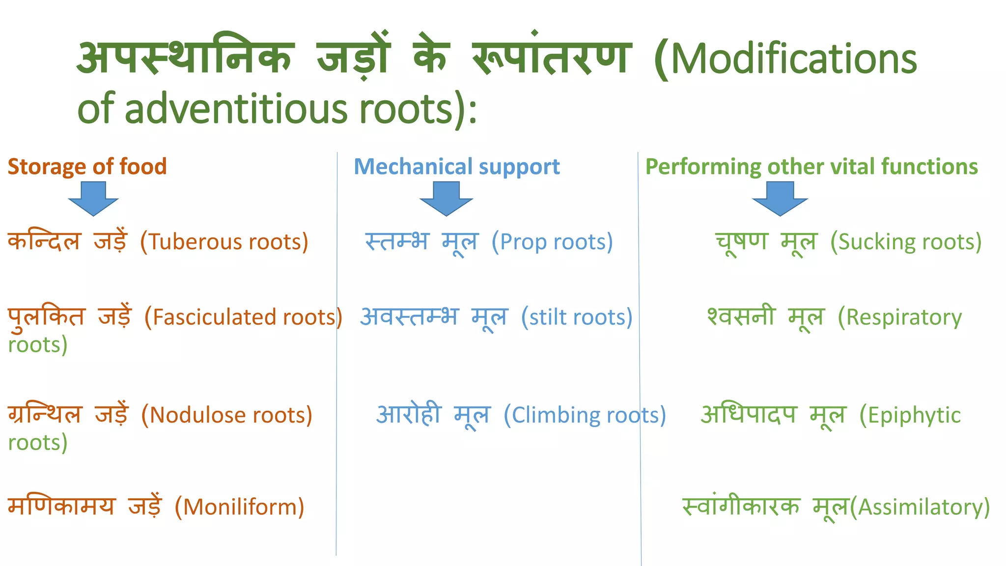 Plant Root | Types of roots |Modifications of roots | PPTX