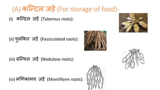 Plant Root | Types of roots |Modifications of roots | PPTX
