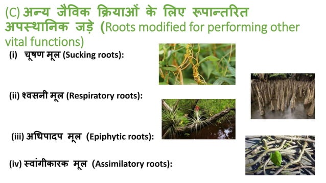 Plant Root | Types of roots |Modifications of roots | PPT