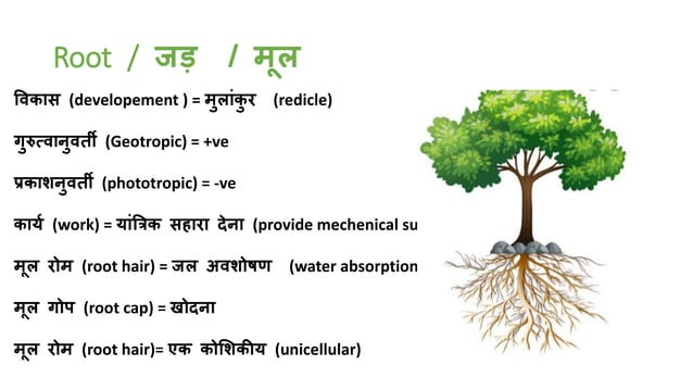 Plant Root | Types of roots |Modifications of roots | PPT