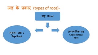 Plant Root | Types of roots |Modifications of roots | PPTX