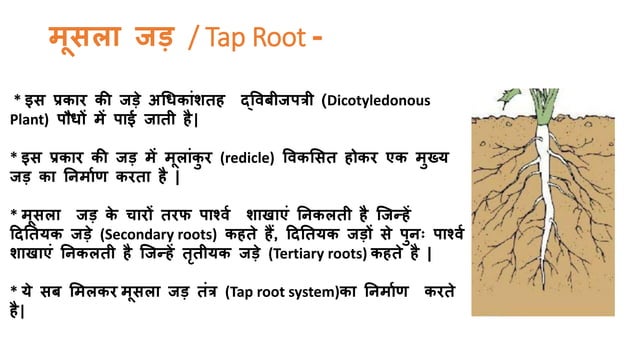 Plant Root | Types of roots |Modifications of roots | PPT