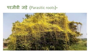 Plant Root | Types of roots |Modifications of roots | PPTX
