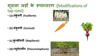 Plant Root | Types of roots |Modifications of roots | PPTX