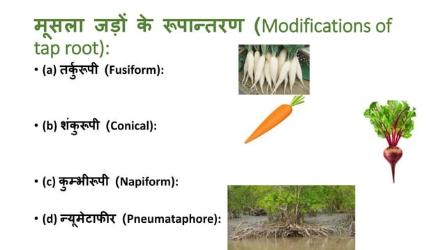 Plant Root | Types of roots |Modifications of roots | PPT
