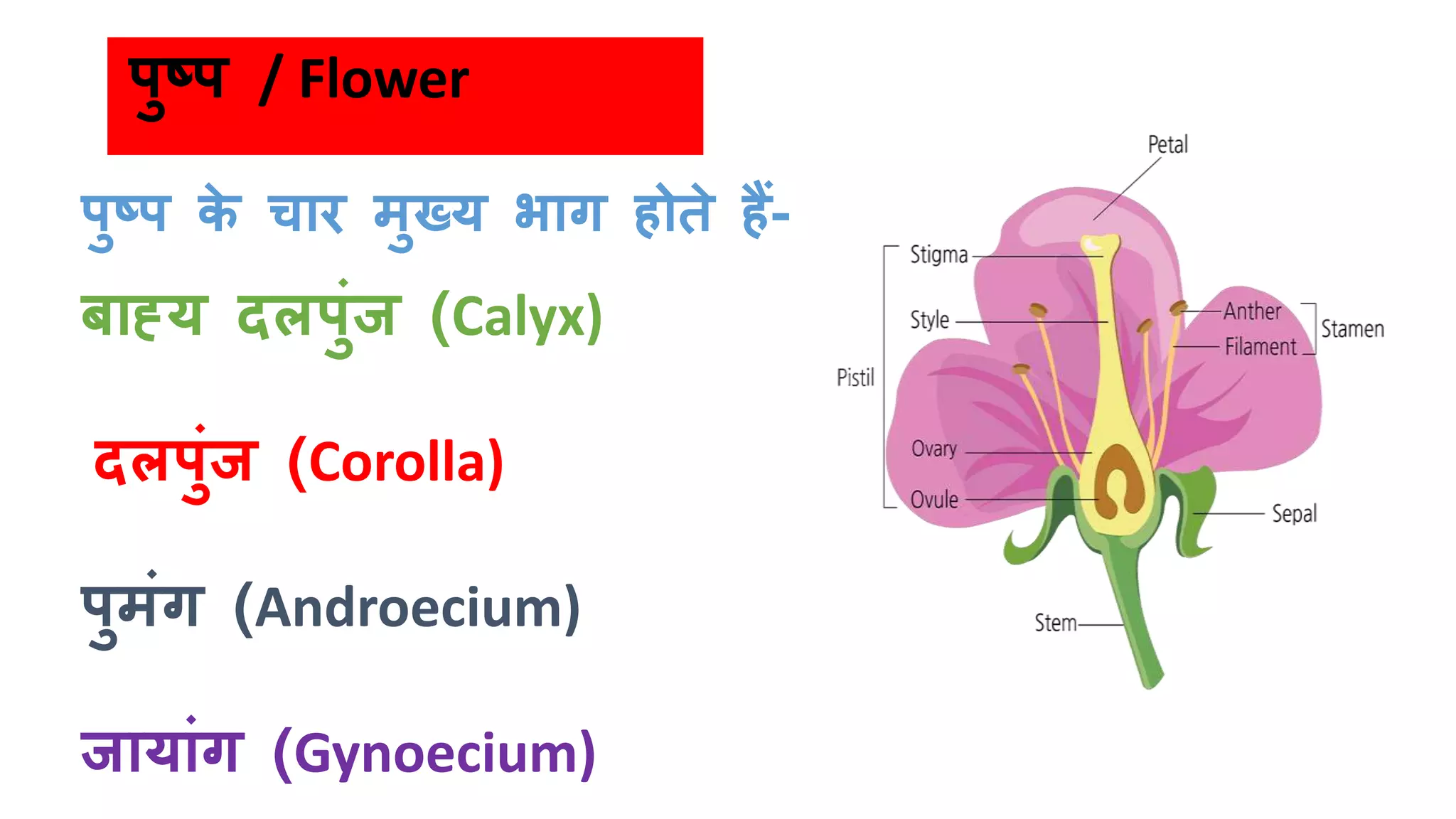 Flower \ morphology of plant \flower structure and functions | PPTX