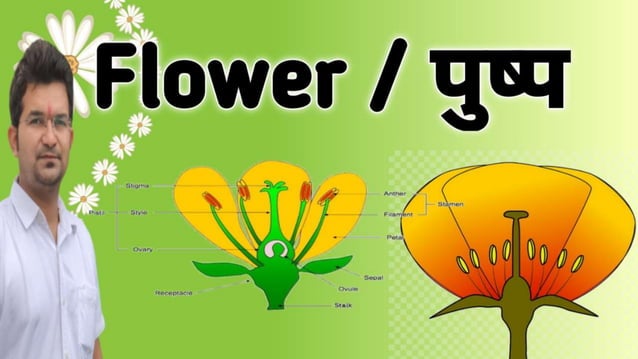 Flower \ morphology of plant \flower structure and functions | PPT