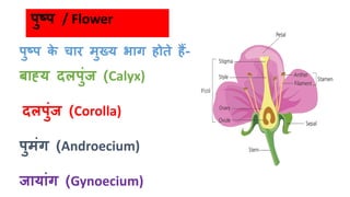 Flower \ morphology of plant \flower structure and functions | PPTX