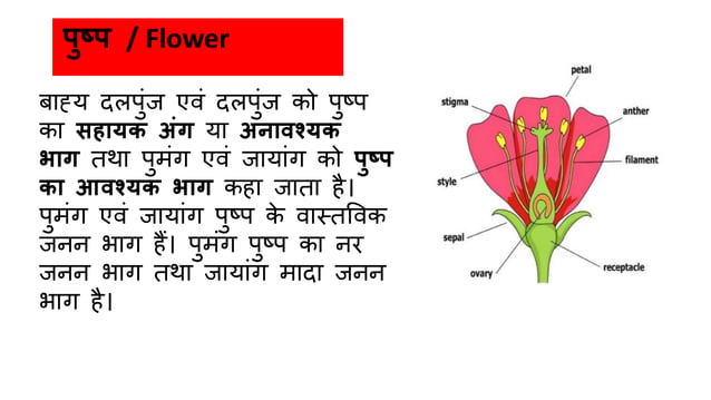 Flower \ morphology of plant \flower structure and functions | PPT