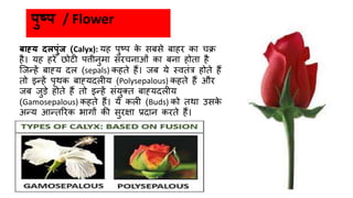 Flower \ morphology of plant \flower structure and functions | PPTX