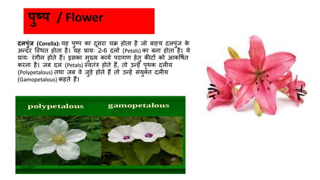 Flower \ morphology of plant \flower structure and functions | PPT