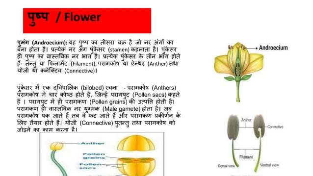 Flower \ morphology of plant \flower structure and functions | PPT