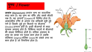 Flower \ morphology of plant \flower structure and functions | PPTX