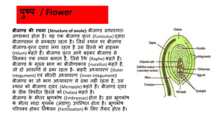 Flower \ morphology of plant \flower structure and functions | PPTX