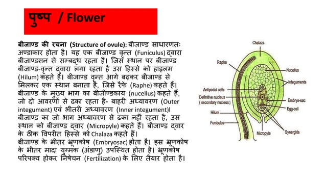 Flower \ morphology of plant \flower structure and functions | PPT