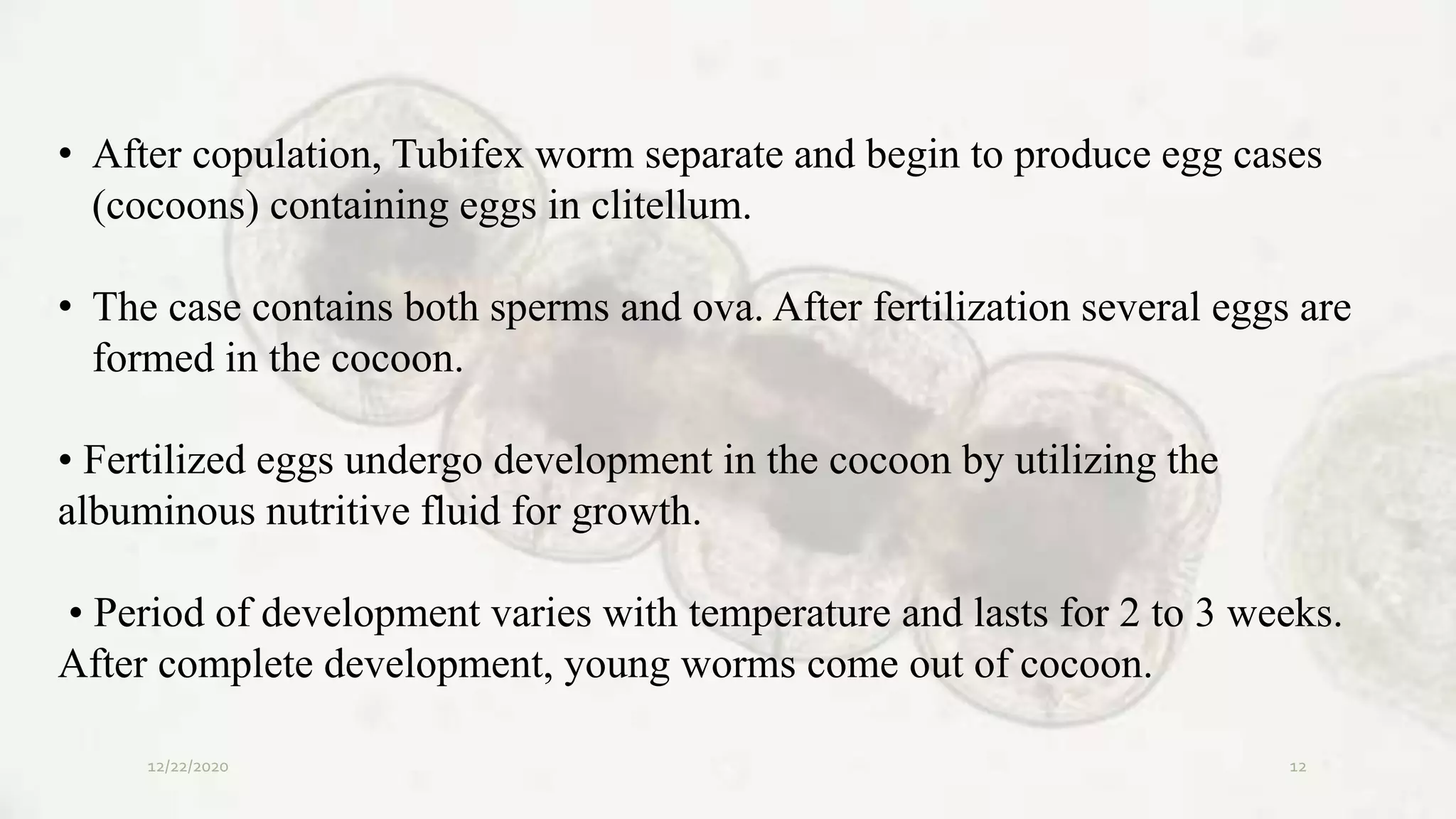 Tubifex worm as live feed in Aquaculture | PPTX