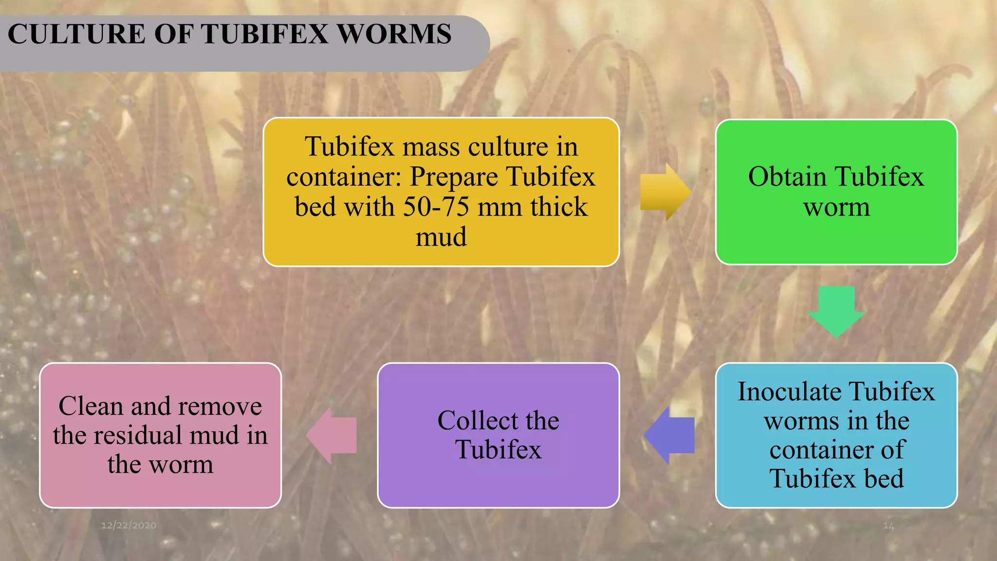 Tubifex worm as live feed in Aquaculture | PPTX