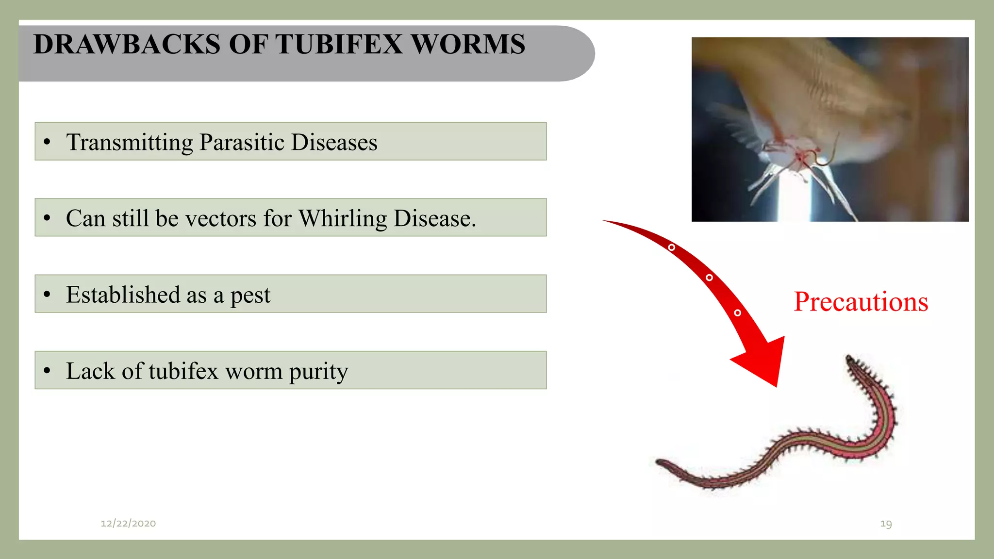 Tubifex worm as live feed in Aquaculture | PPTX