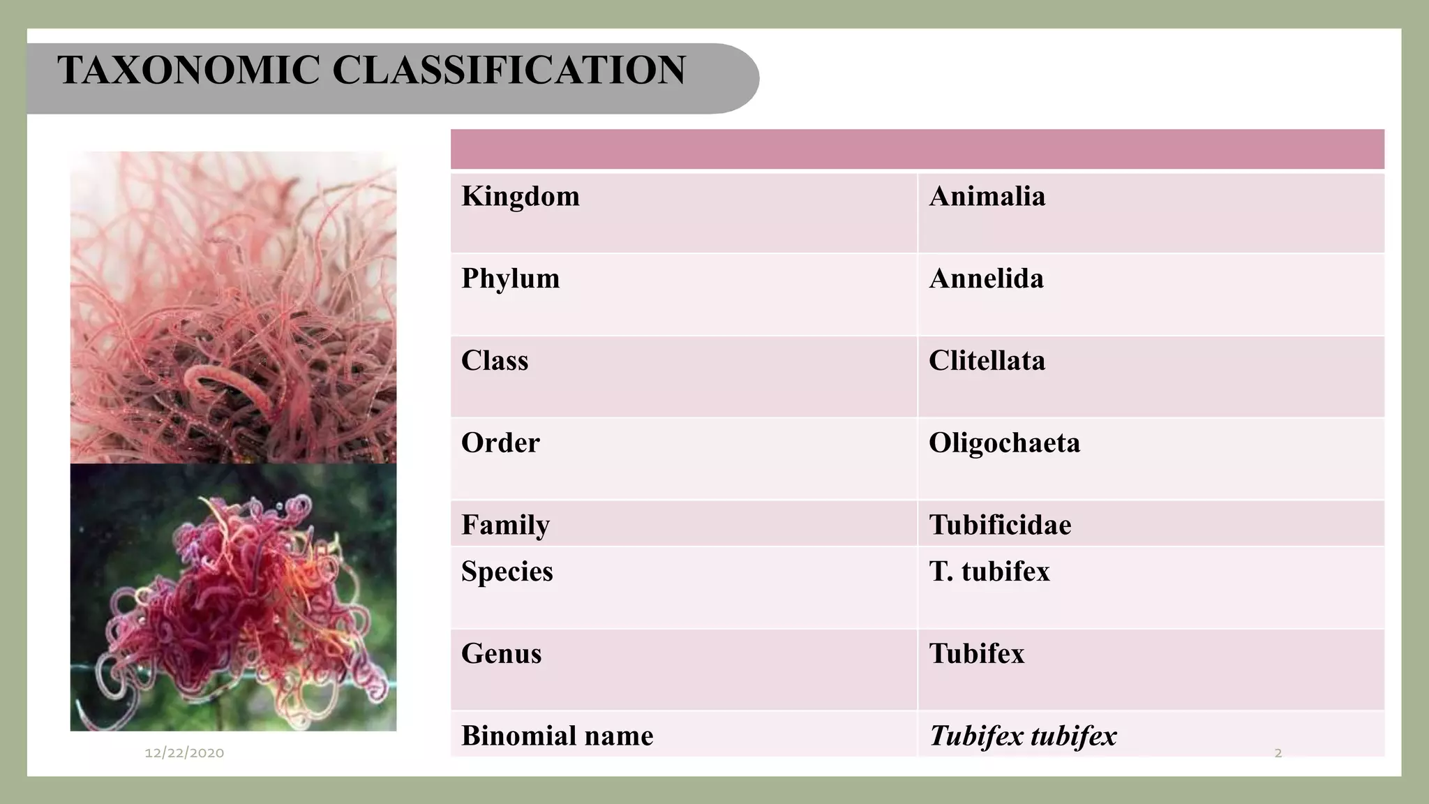 Tubifex worm as live feed in Aquaculture | PPTX