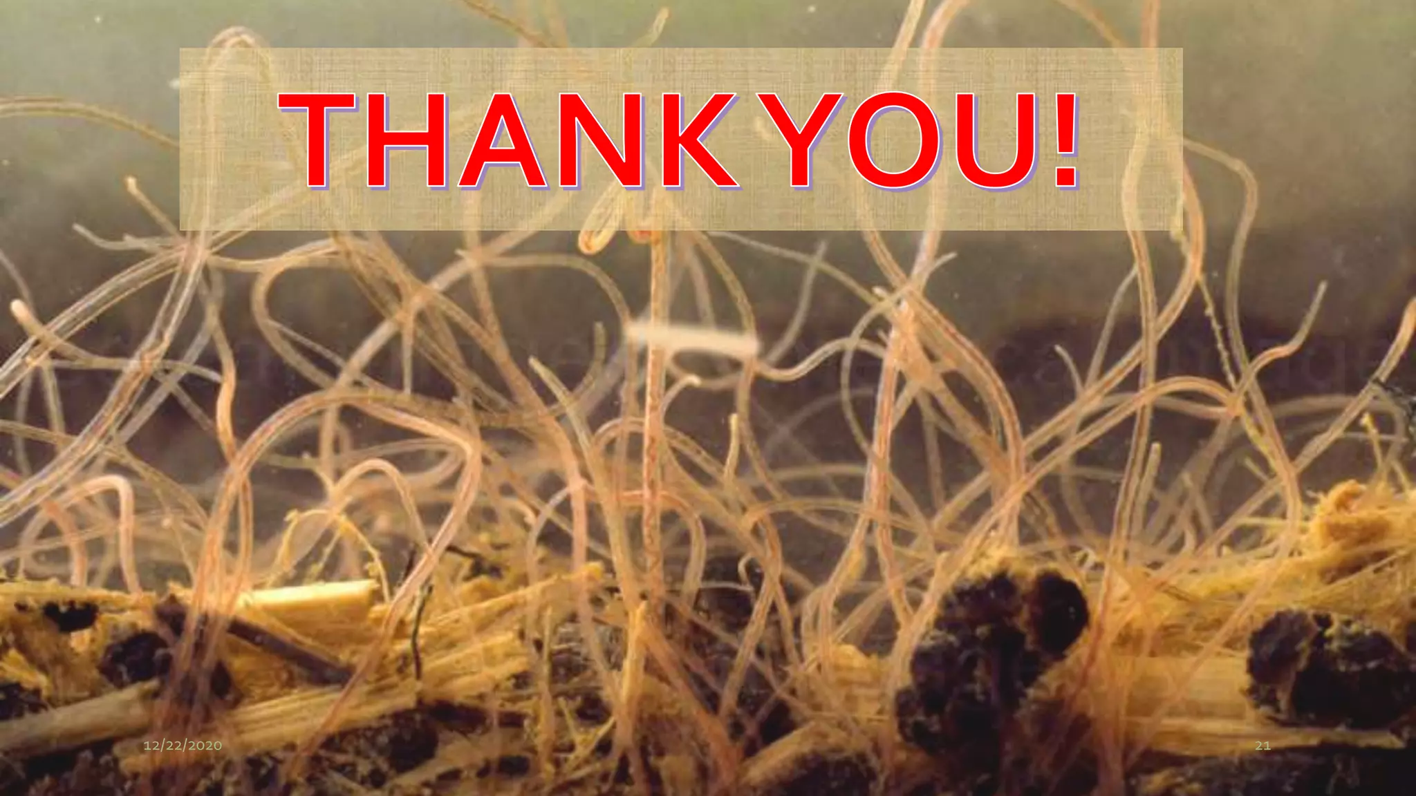 Tubifex worm as live feed in Aquaculture | PPTX