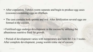 Tubifex worm as live feed in Aquaculture | PPTX