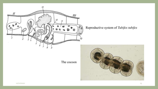 Tubifex worm as live feed in Aquaculture | PPTX