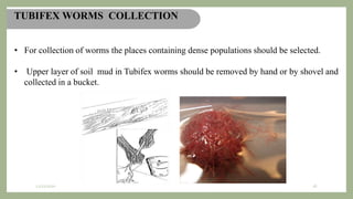 Tubifex worm as live feed in Aquaculture | PPTX