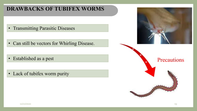 Tubifex worm as live feed in Aquaculture | PPTX