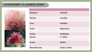 Tubifex worm as live feed in Aquaculture | PPTX