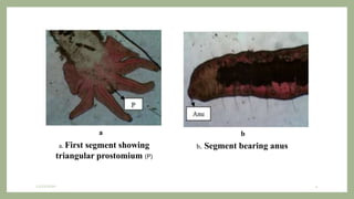 Tubifex worm as live feed in Aquaculture | PPTX