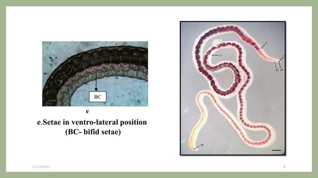 Tubifex worm as live feed in Aquaculture | PPTX