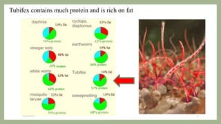 Tubifex worm as live feed in Aquaculture | PPTX