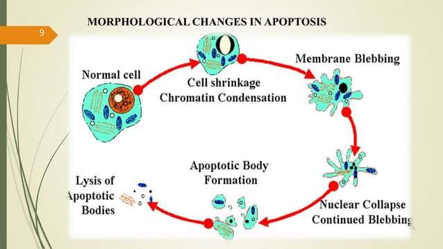 APOPTOSIS | PPT