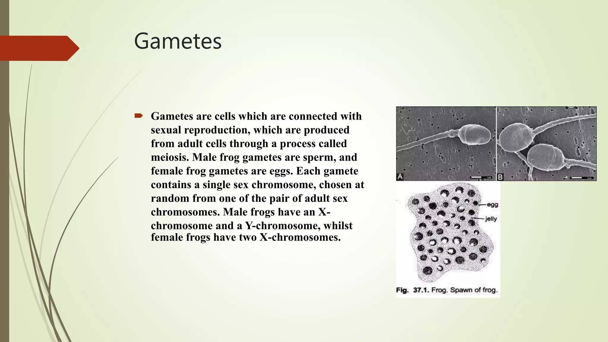 Structure of gametes of frog | PPTX