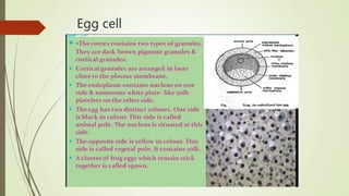 Structure of gametes of frog | PPTX