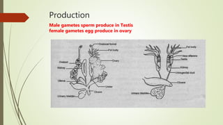 Structure of gametes of frog | PPTX
