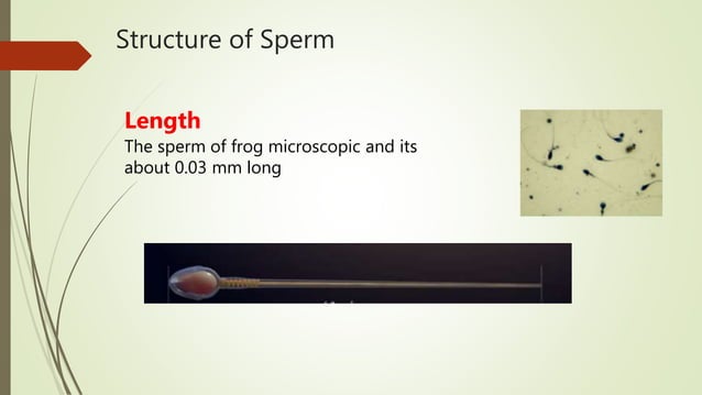 Structure of gametes of frog | PPTX | Biological Sciences | Science
