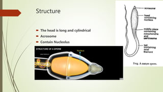 Structure of gametes of frog | PPTX