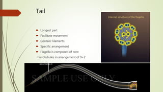 Structure of gametes of frog | PPTX