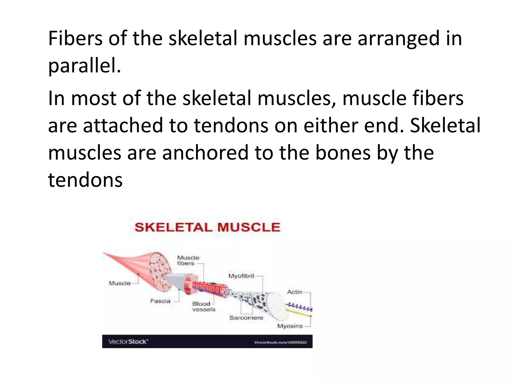 MUSCULAR SYSTEM AND ITS COMPONENTS | PPTX