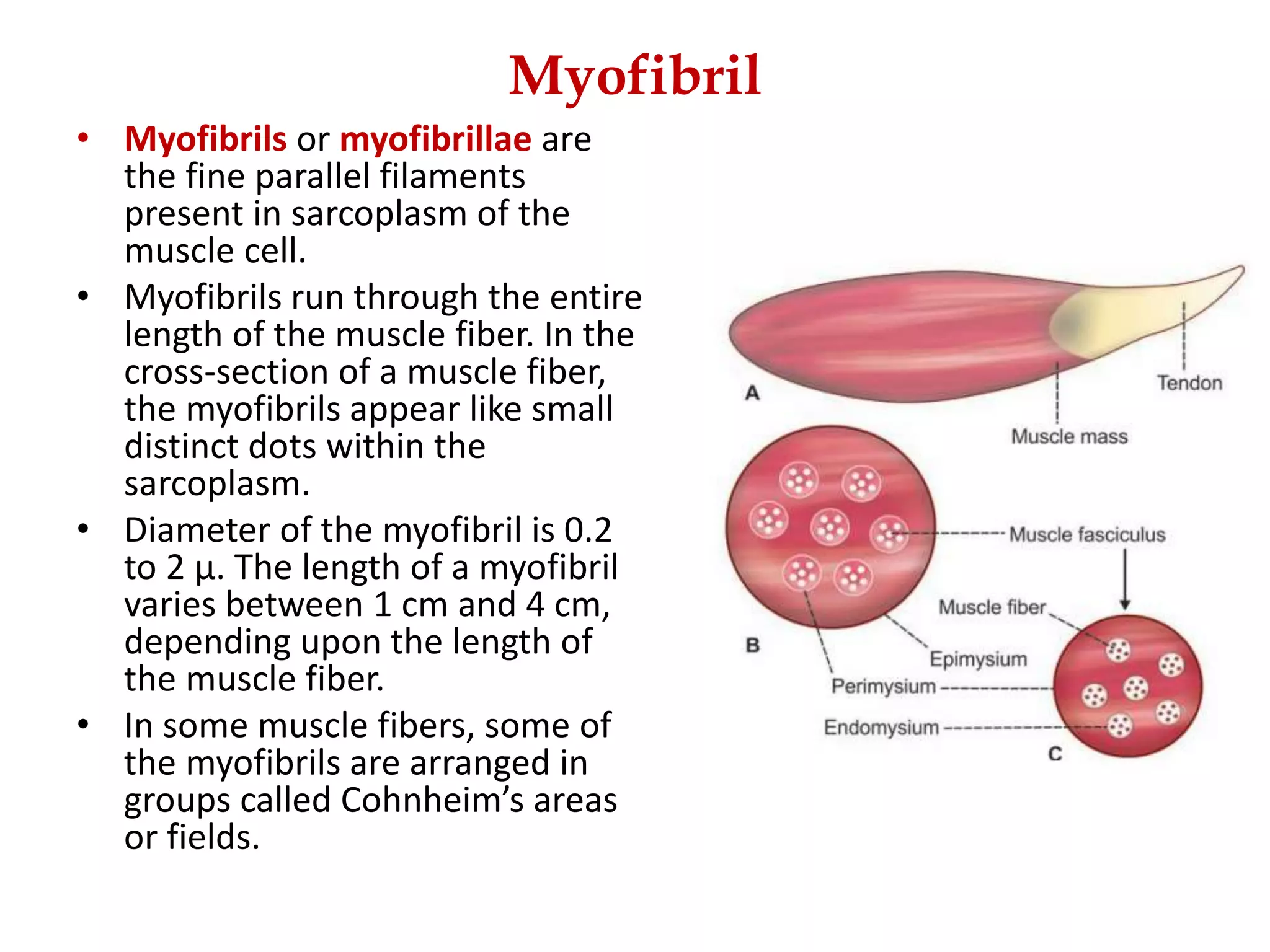 MUSCULAR SYSTEM AND ITS COMPONENTS | PPTX